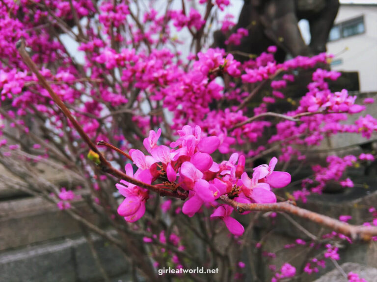 Sakura Season in Japan: All About Viewing the Cherry Blossom — Girl Eat ...