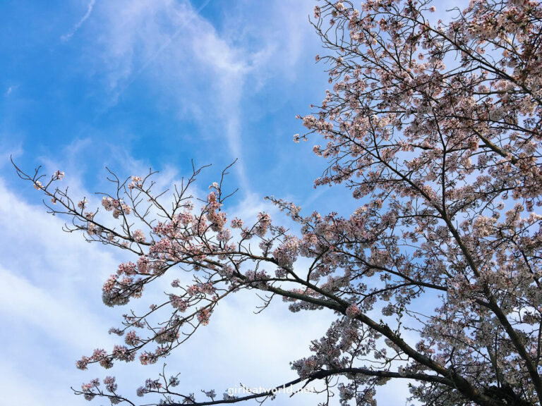 Sakura Season in Japan: All About Viewing the Cherry Blossom — Girl Eat ...