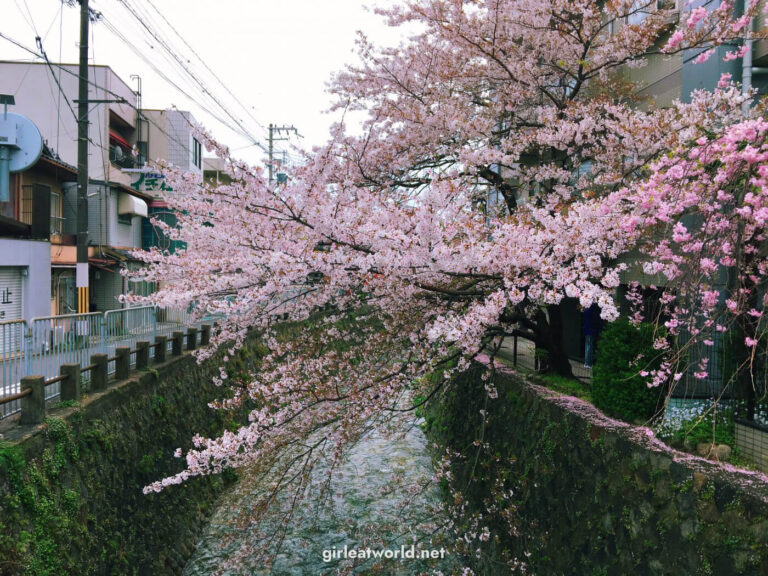 Sakura Season in Japan: All About Viewing the Cherry Blossom — Girl Eat ...